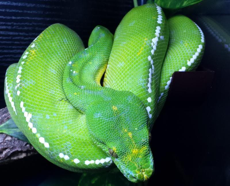 The Green Tree Python thread | Page 291 | Reptile Forums