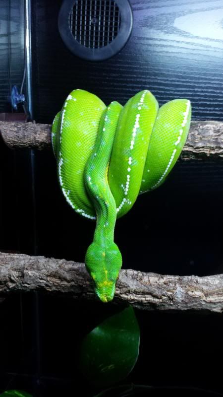 For Sale / Swap / Male Meruake Super Stripe (Green Tree Python) | Reptile Forums