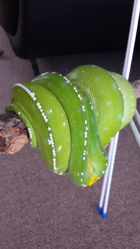 SW England - For Sale / Swap / Male Meruake Super Stripe (Green Tree Python) | Reptile Forums