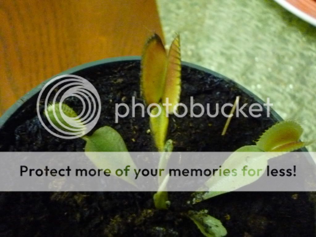 my venus is getting black traps - FlyTrapCare Forums