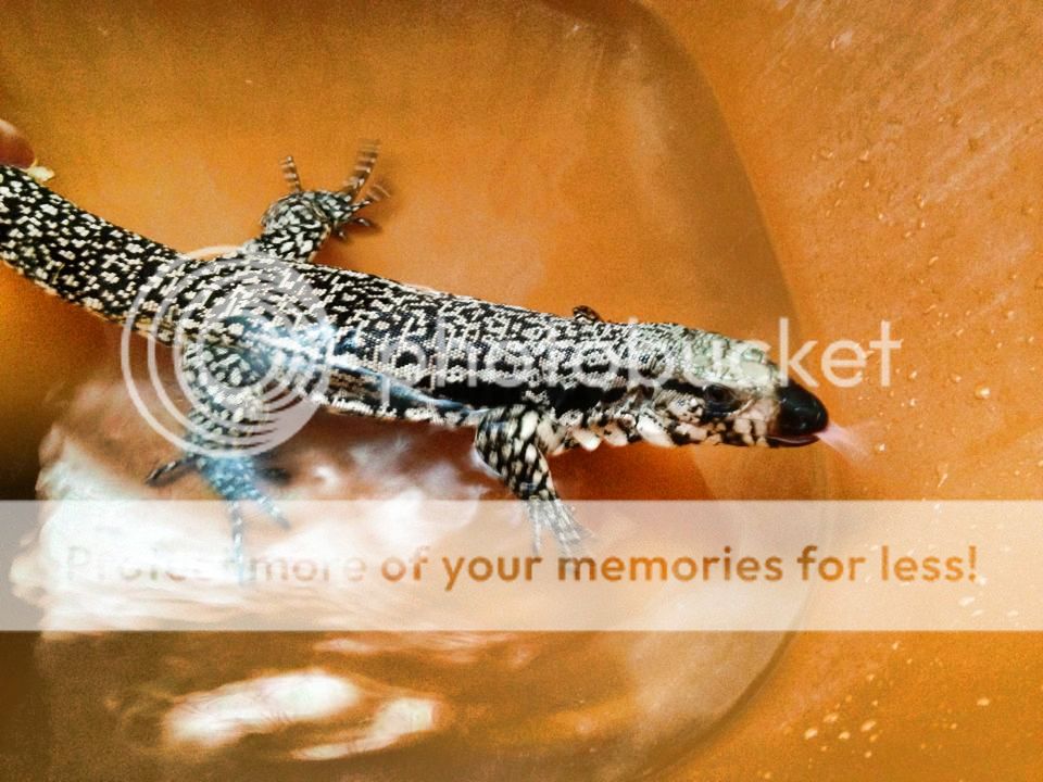 SE England - Blue Tegu - Female - 2012 + More | Reptile Forums