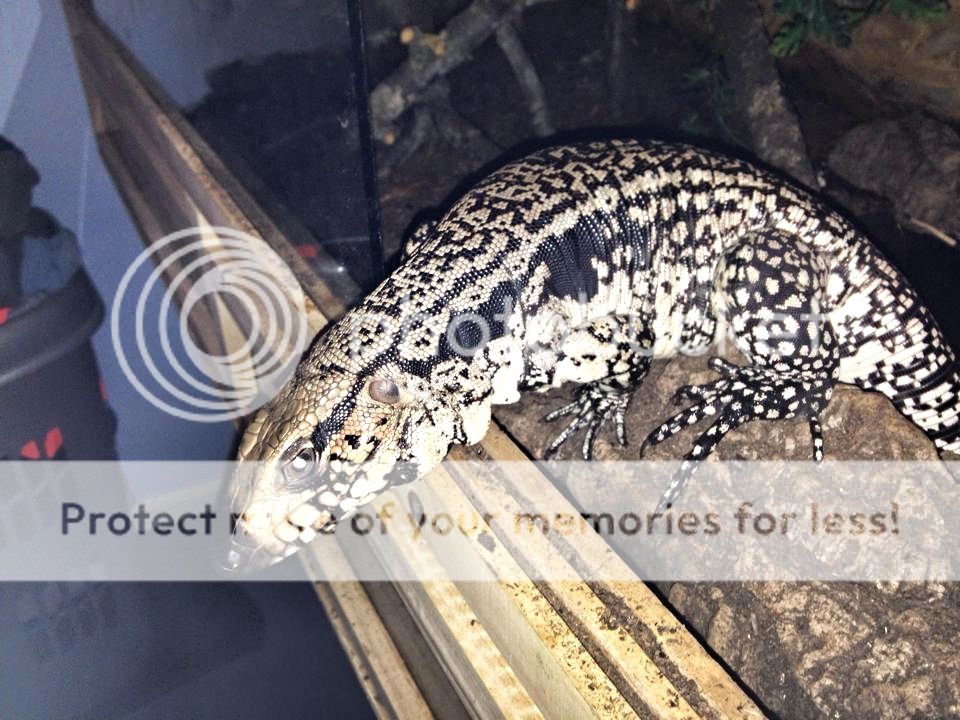 SE England - Blue Tegu - Female - 2012 + More | Reptile Forums