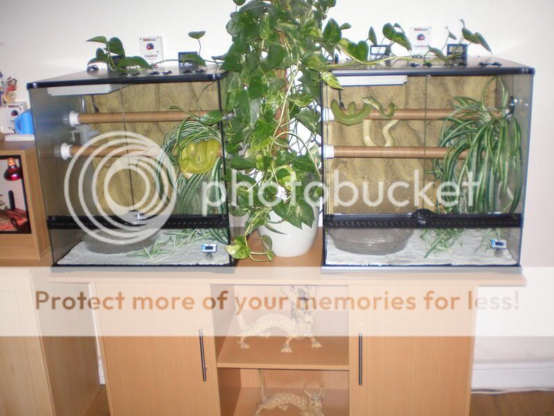 Green Tree Python Vivariums | Reptile Forums