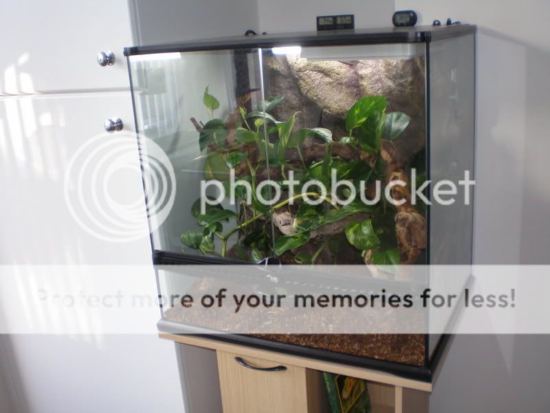 Green Tree Python Vivariums | Reptile Forums