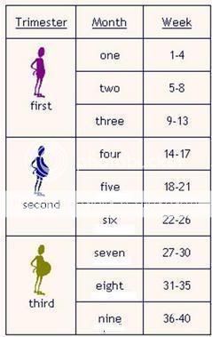 when does the second trimester start? - BabyGaga