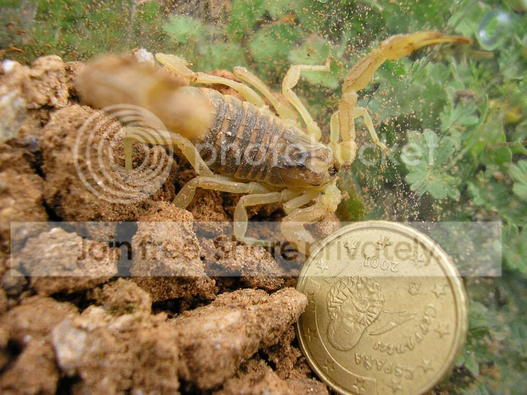 Buthus sp. | Fauna Exótica