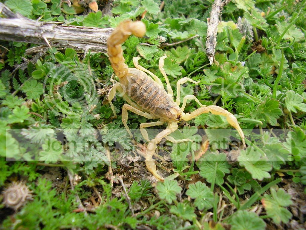 Buthus sp. | Fauna Exótica
