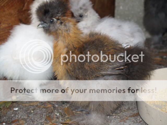 Silkies 8 weeks old | BackYard Chickens - Learn How to Raise Chickens