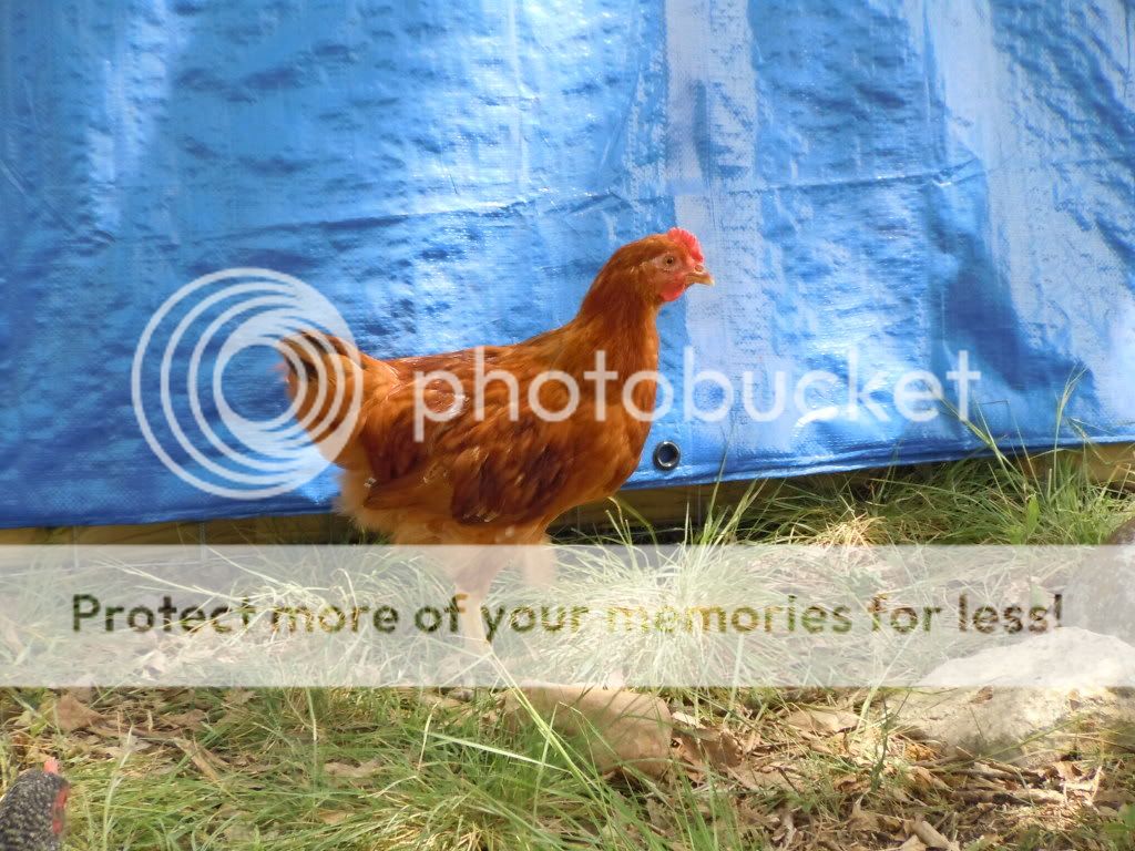 Cherry Egger ~ Roo or Pullet? | BackYard Chickens - Learn How to Raise ...