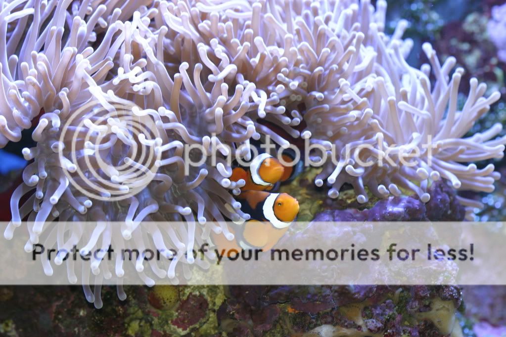 Prettiest Color Magnifica / Ritteri? | Reef Central Online Community